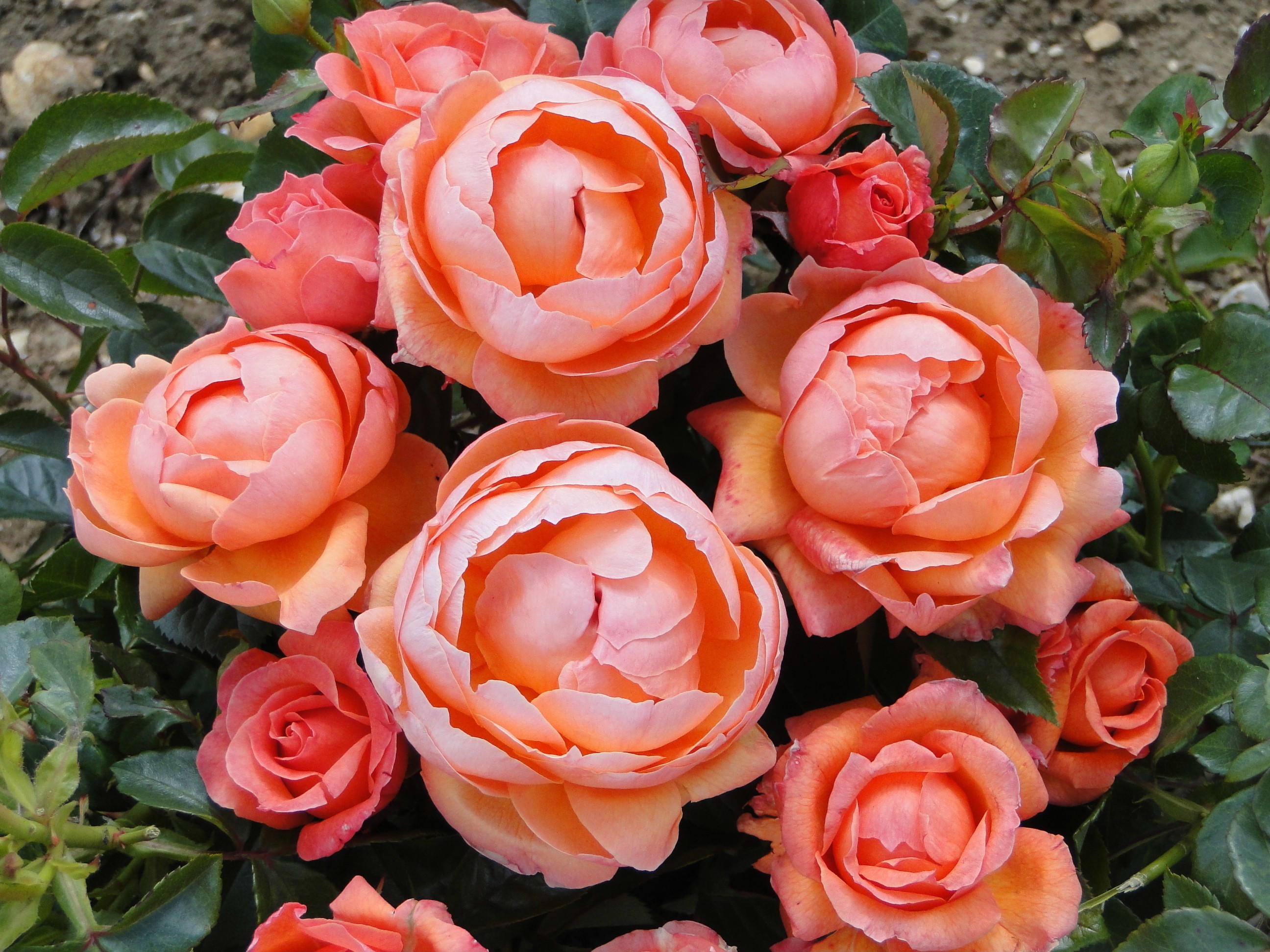 Whartons Garden Roses Wholesale Roses Products Lady Marmalade Whartons Garden Roses Wholesale Roses Products Lady Marmalade